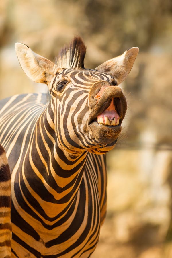 318 Laughing Zebra Stock Photos - Free & Royalty-Free Stock Photos from ...