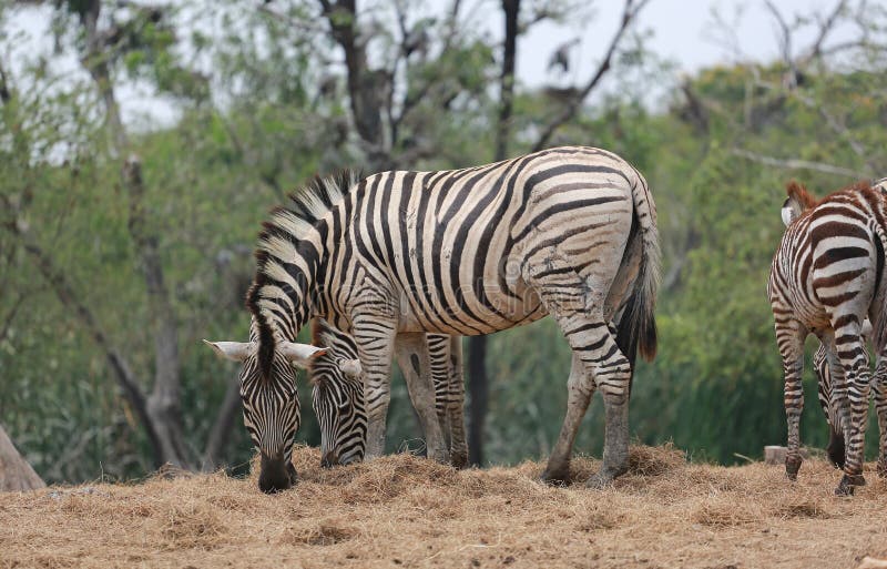 Portrait of Zebra in Thailand Zoo Stock Image - Image of stallion ...