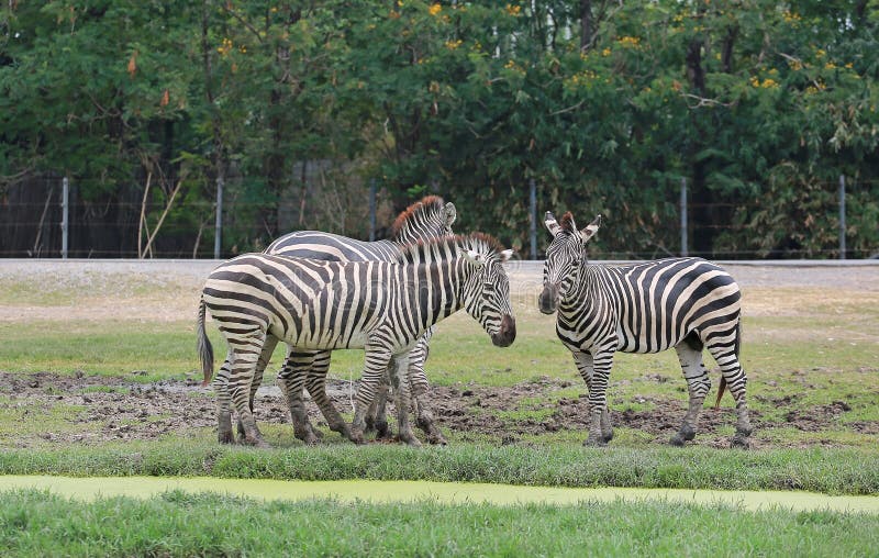 Portrait of Zebra in Thailand Zoo Stock Photo - Image of plain, black ...