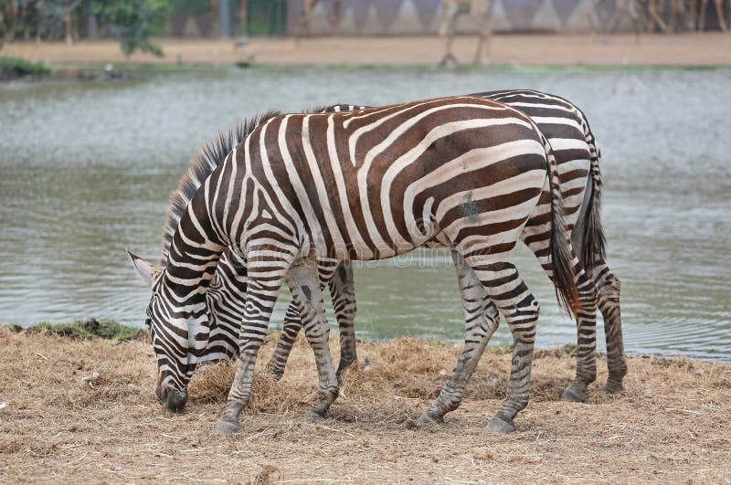 Portrait of Zebra in Thailand Zoo Stock Photo - Image of group, african ...