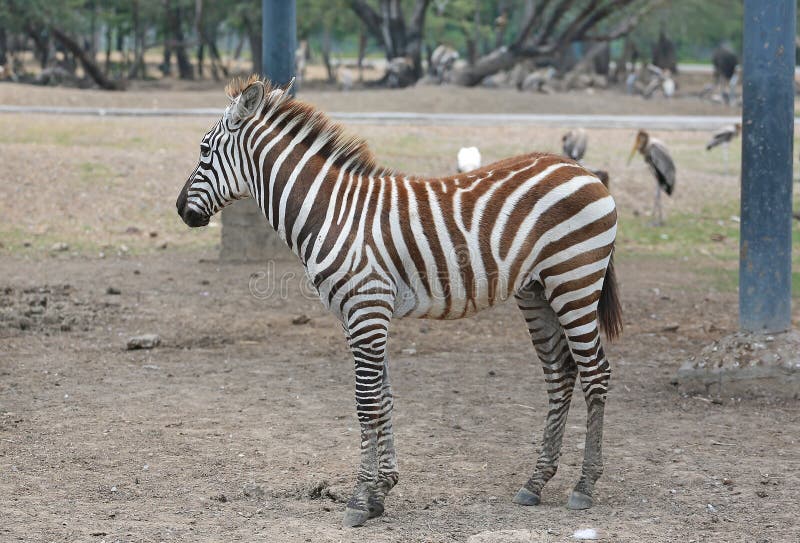 Portrait of Zebra in Thailand Zoo Stock Photo - Image of grassland ...