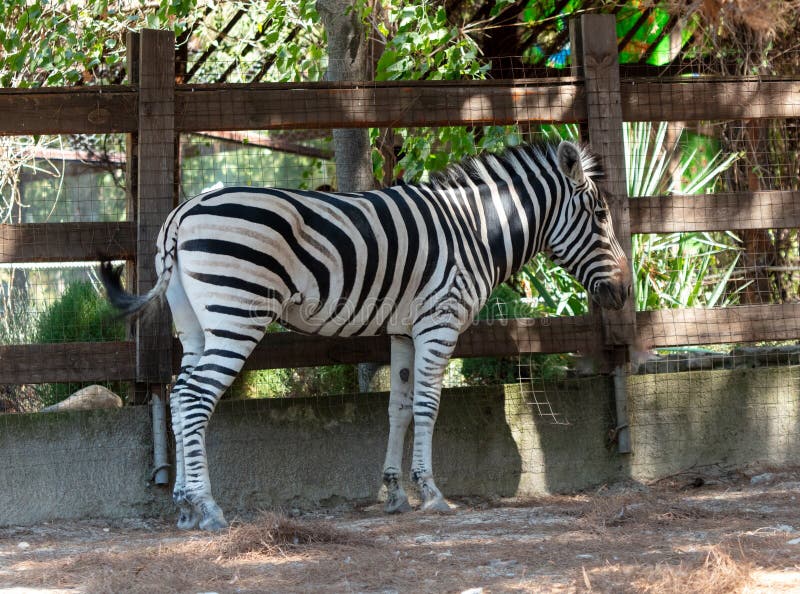 Portrait of a Zebra in the Zoo Stock Photo - Image of head, grass ...