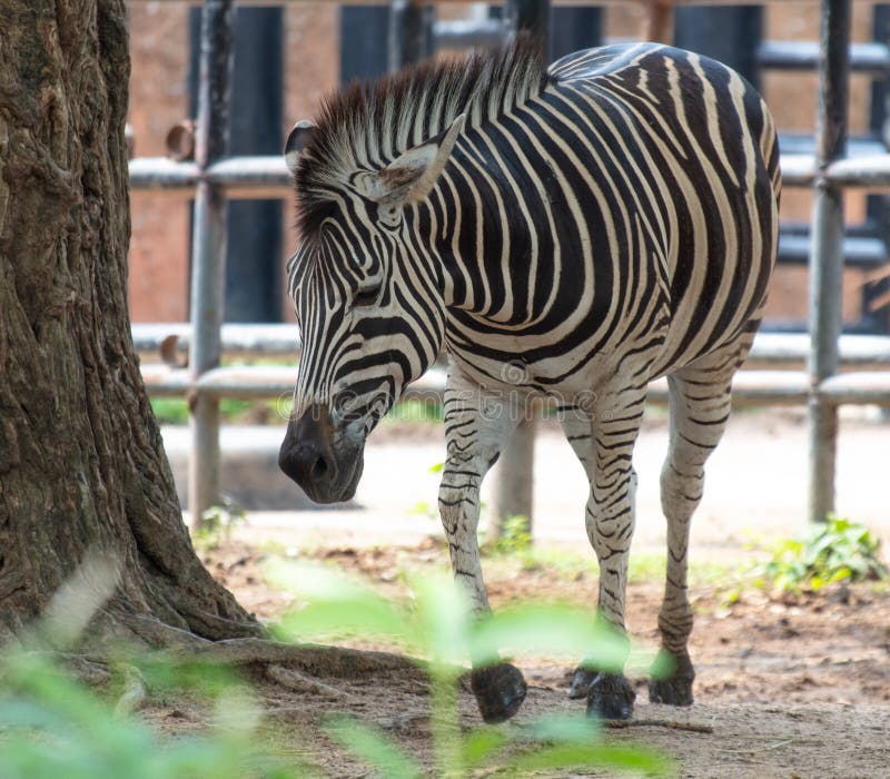 Portrait of a Zebra in the Zoo Stock Image - Image of portrait, animal ...