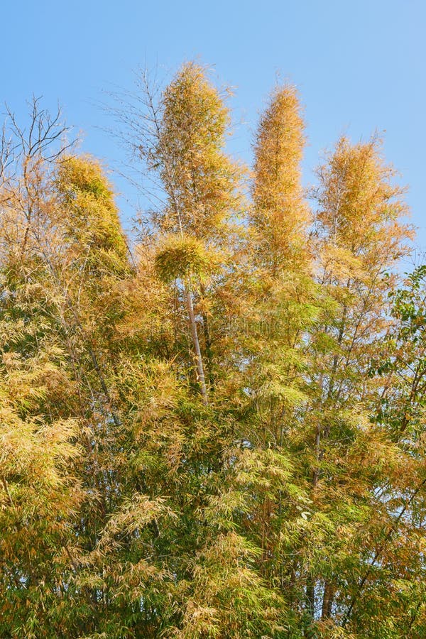 Portrait Zoom Bamboo Tree on Blue Sky Background Stock Image - Image of ...