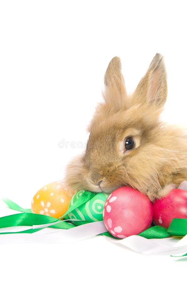 Fancy Rabbit and Easter Eggs Stock Image - Image of sitting, sweet ...