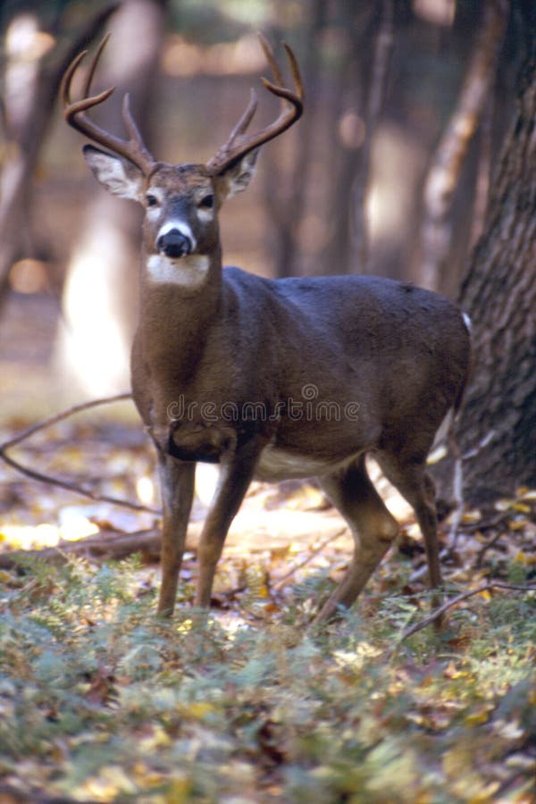 8 Point Whitetail Buck Stock Photos - Free & Royalty-Free Stock Photos ...