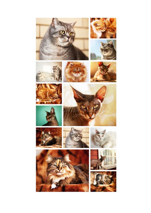 Portraits of Cats, Collage, Vertical. Stock Photo - Image of cats ...