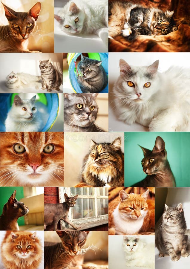 Portraits of Cats, Collage, Vertical. Stock Photo - Image of montage ...