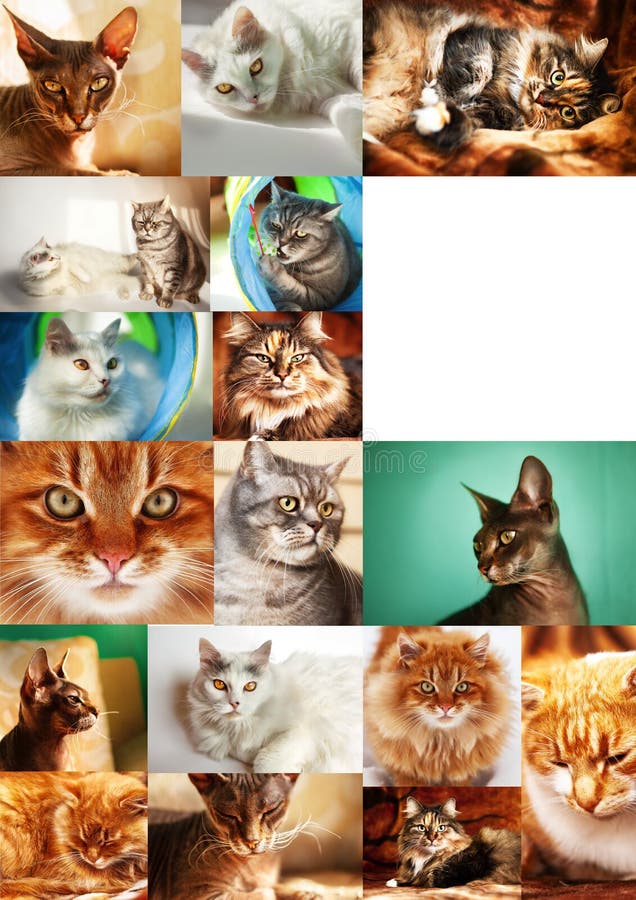 Portraits of Cats, Collage, Vertical. Stock Image - Image of feline ...