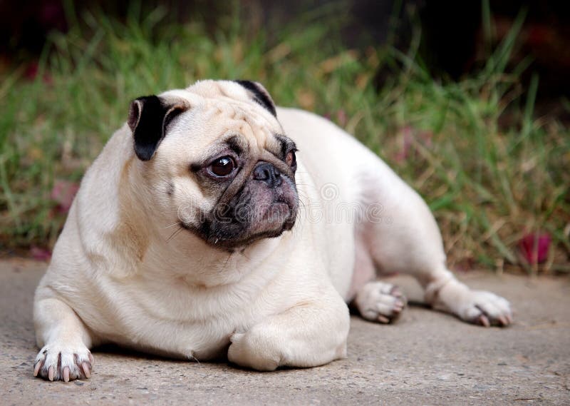 Portraits D'un Roquet Blanc Image stock - Image du pose, fermer: 47690203