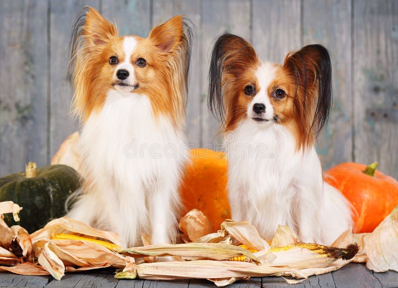 Portraits De Deux Chiens Adultes Photo stock - Image du adorable ...
