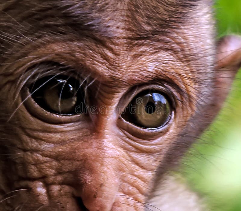 Portraits de singe macaque image stock. Image of verticale - 187971105