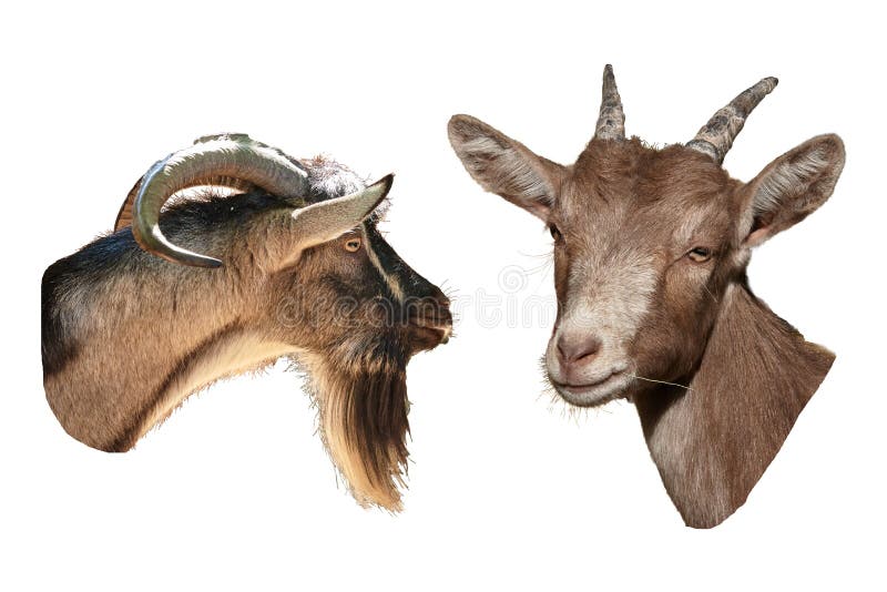 Portraits from the Front Goat and in Profile Stock Image - Image of ...