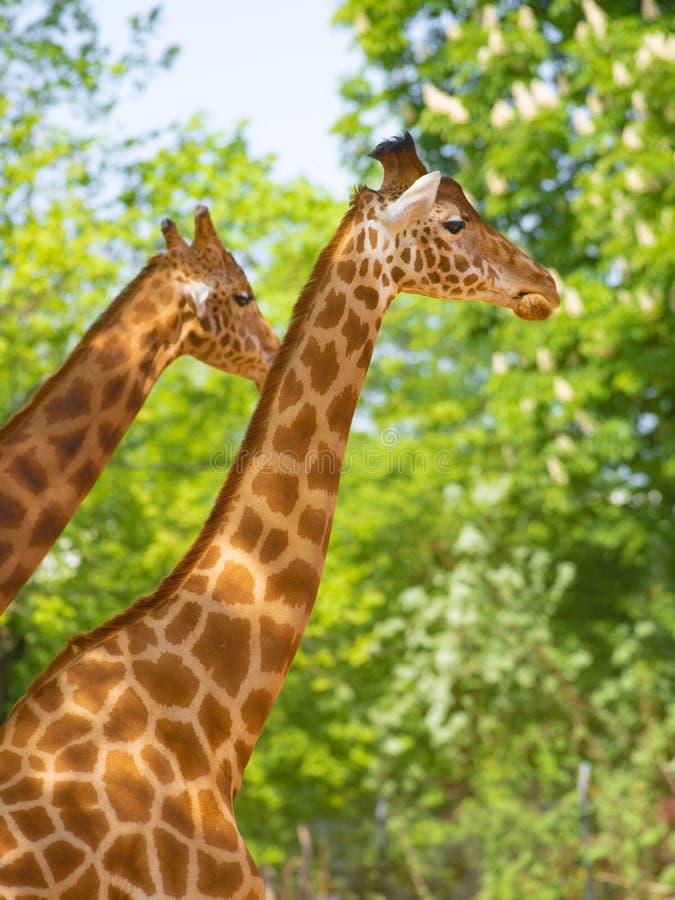 Portraits of a Giraffe Against Background of Green Foliage Stock Photo ...
