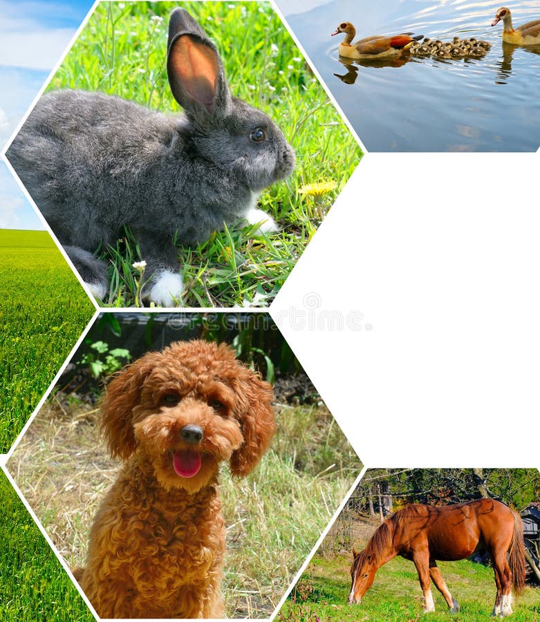 Portraits of Pets. Free Space for Text Stock Image - Image of shot ...
