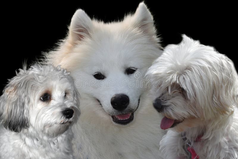 Portraits of Three White Dogs Stock Image - Image of look, beautiful ...