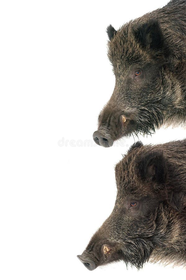 Portraits of Two Wild Boars Isolated on White Background Stock Photo ...