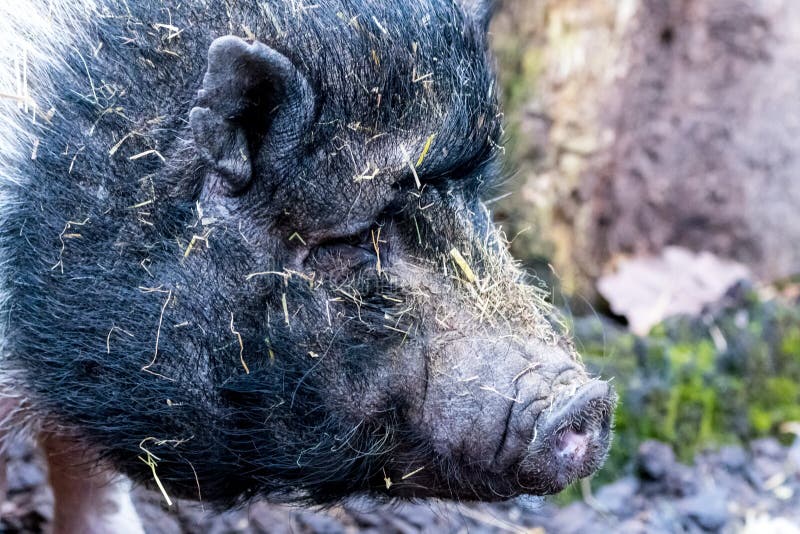 Portraiture of Cute Dog with Snow in Background Stock Photo - Image of ...