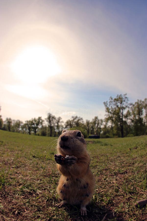A Hungry Gopher Eats Bread. Stock Photo - Image of closeup, gopher ...