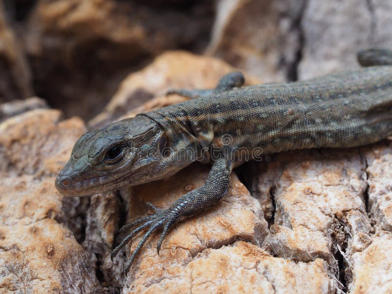Small Lizard with Horizontal and Vertical Stripes Stock Image - Image ...