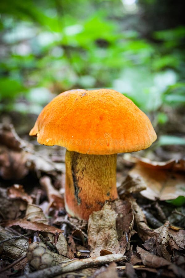 Portraying a Mushroom in the Bush of Springfield MA Stock Photo - Image ...