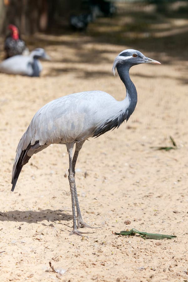 Bocian obraz stock. Obraz złożonej z fauny, gniazdeczko - 45917437