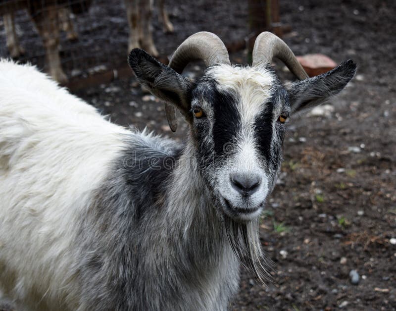 Portret der Ziege mit Horn stockfoto. Bild von empfindlich - 134480918