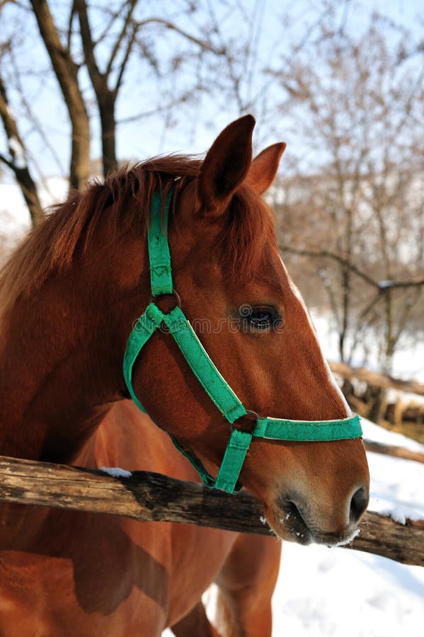 Portret des braunen Pferds stockfoto. Bild von pferd - 27381138