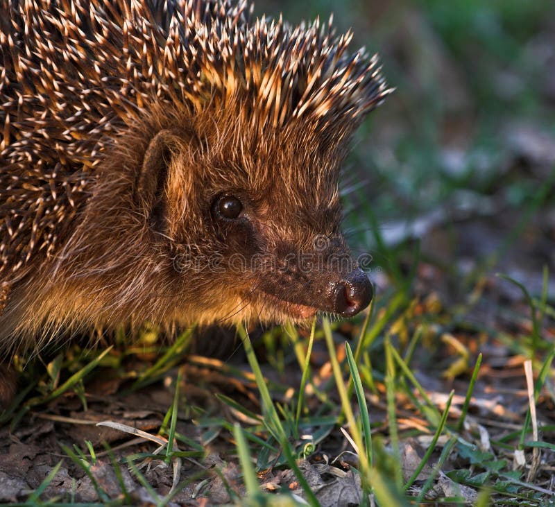 Portret of hedgehog. stock photo. Image of mammal, sharp - 77819976