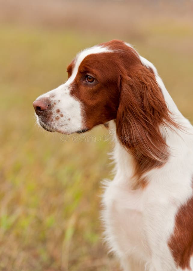 Portret Irish Setter, Vertical. Closeup. Stock Photo - Image of ...