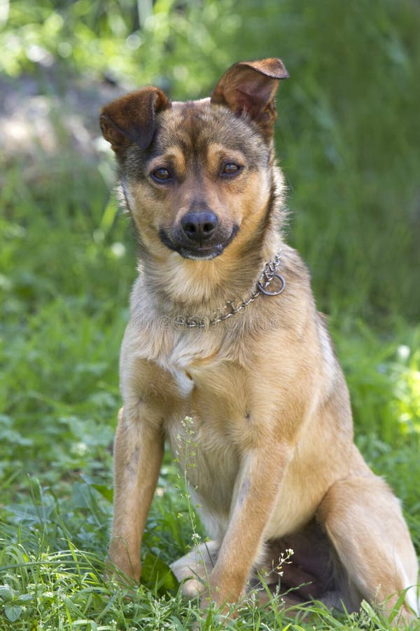 Portret Jonge Bastaarde Hond Stock Afbeelding - Image of park, nave ...