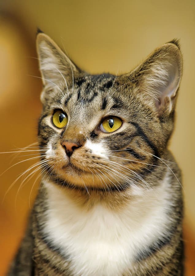 Portret jonge kat stock afbeelding. Image of rand, betoverend - 35560381