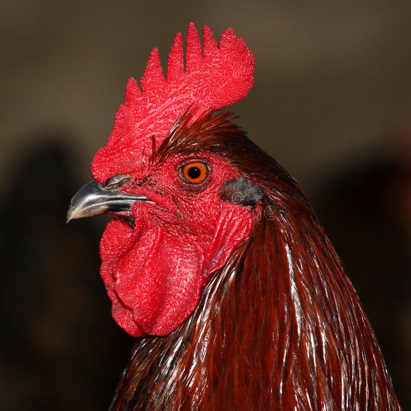 Portret kogut obraz stock. Obraz złożonej z istota, grzebień - 34877299