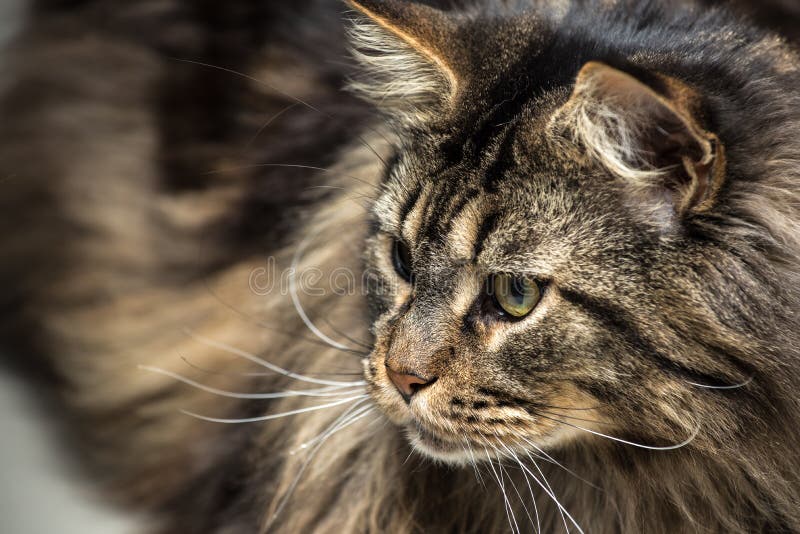 Portret Młody Maine Coon Samiec Kot Obraz Stock - Obraz złożonej z ...