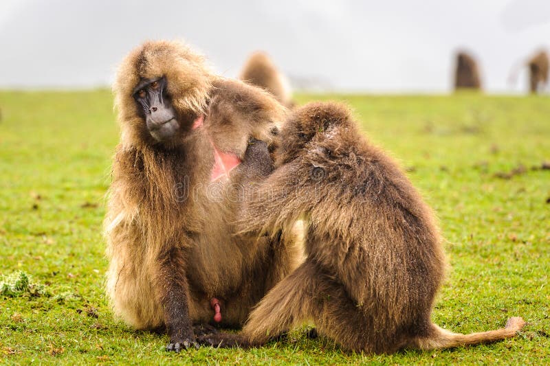 Kopulowanie pawiany obraz stock. Obraz złożonej z horyzontalny - 30486903