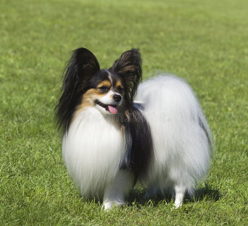 Portret Purebred Papillon Pies Zdjęcie Stock - Obraz złożonej z grupa ...