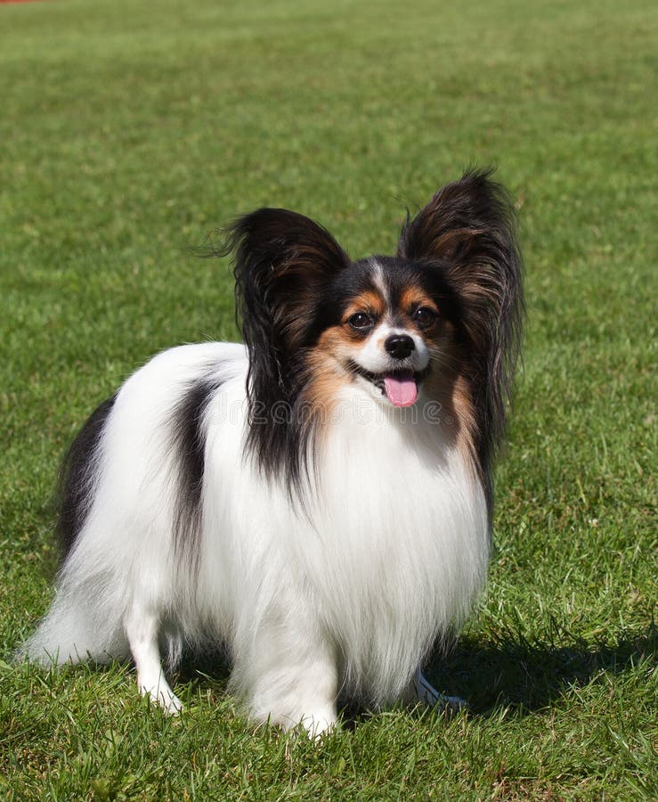Portret Purebred Papillon Pies Zdjęcie Stock - Obraz złożonej z grupa ...