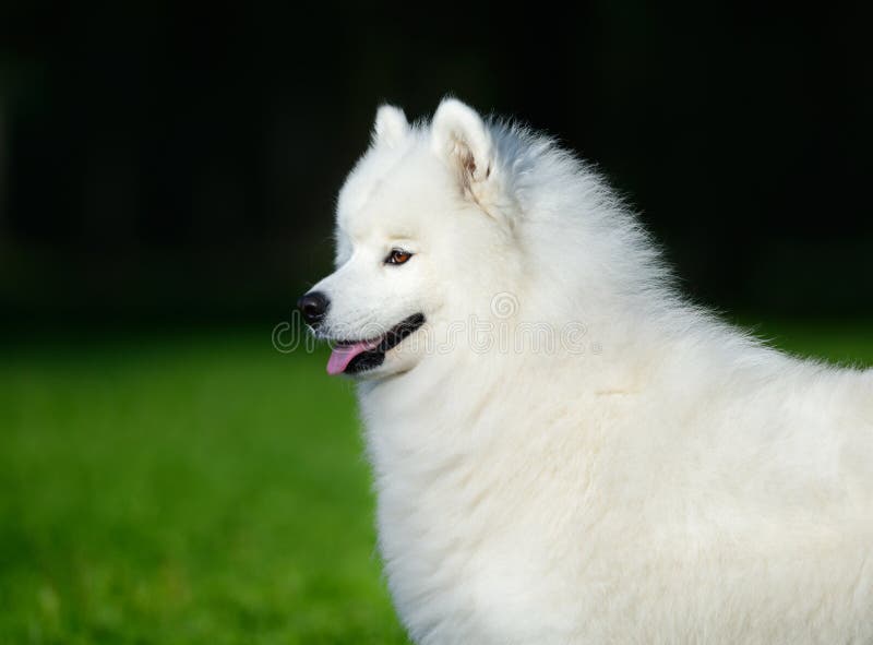 Portret samoyed pies obraz stock. Obraz złożonej z nikt - 26991513