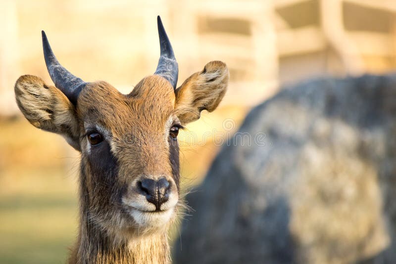 Lechwe stock foto. Image of gras, antilope, jong, zuidelijk - 31352746