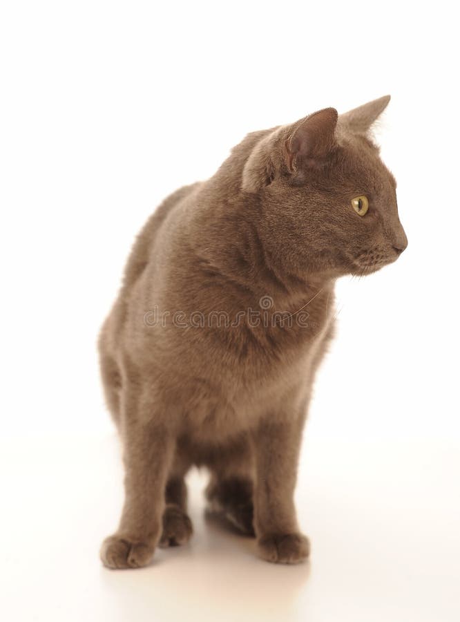 Bruine kat stock afbeelding. Image of bevonden, uitziend - 30055429