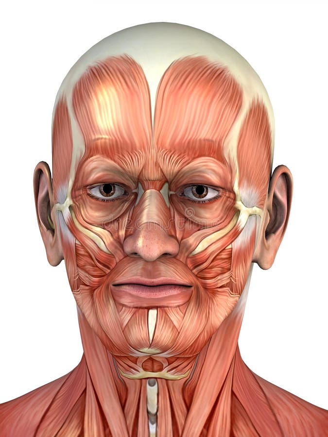 Menselijke Anatomie - Spieren Van Het Gezicht Stock Illustratie ... Menselijke Anatomie - Spieren Van Het Gezicht Stock Illustratie ...