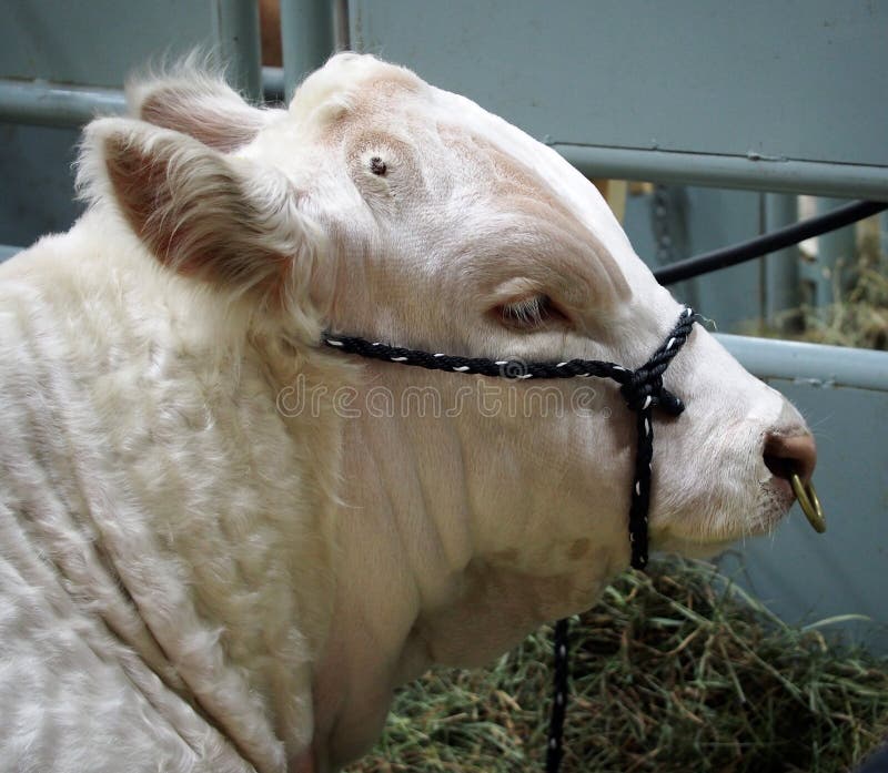Portret Van De Stier Van Charolais Stock Foto - Image of ...