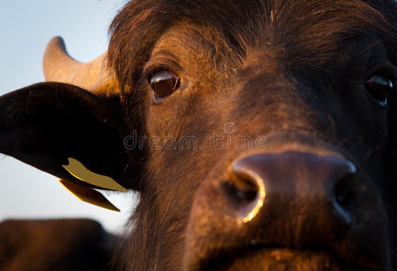Portret van een buffel stock afbeelding. Image of sluit - 13744639