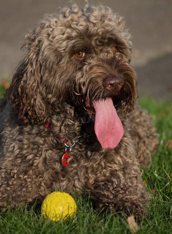 Zwarte Mannelijke Cockapoo Bij De Tuinpoort Stock Foto - Image of ...