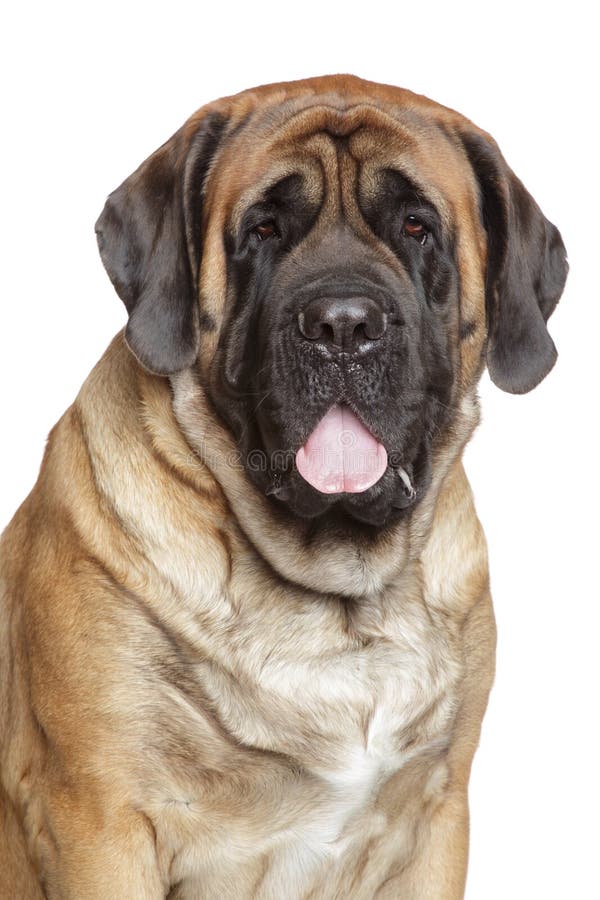 Engelse Mastiff stock afbeelding. Image of navel, wacht - 24081541