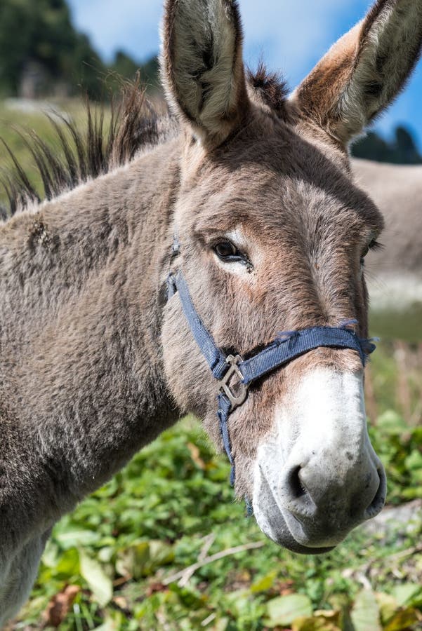 Een Droevig Portret Van Een Ezel Met Een Zware Lading, In De Werf, Op ...