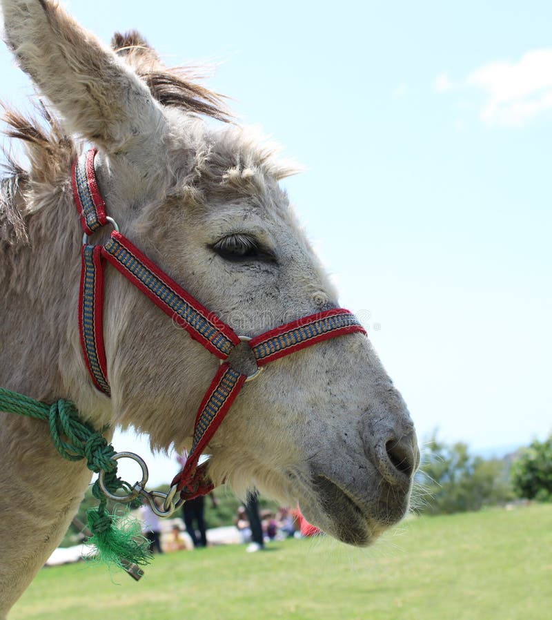 Portret van een Ezel stock afbeelding. Image of nave - 28975935