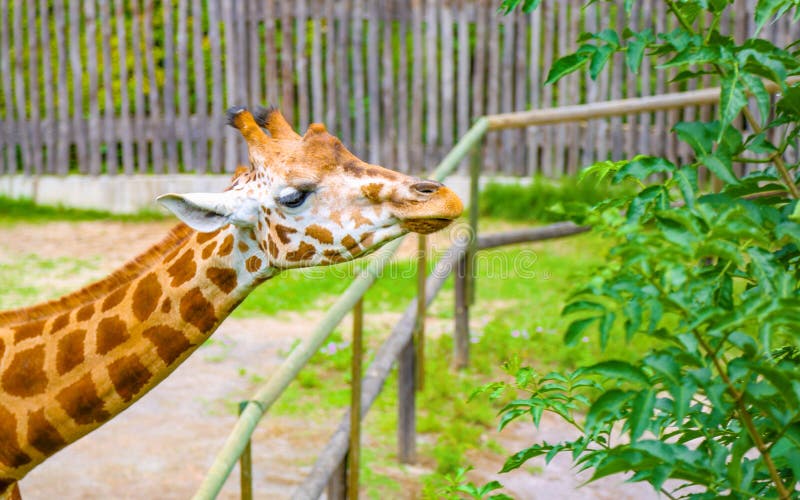 Neus Van Een Giraf Tegen Een Blauwe Hemel Stock Foto - Afbeelding ...