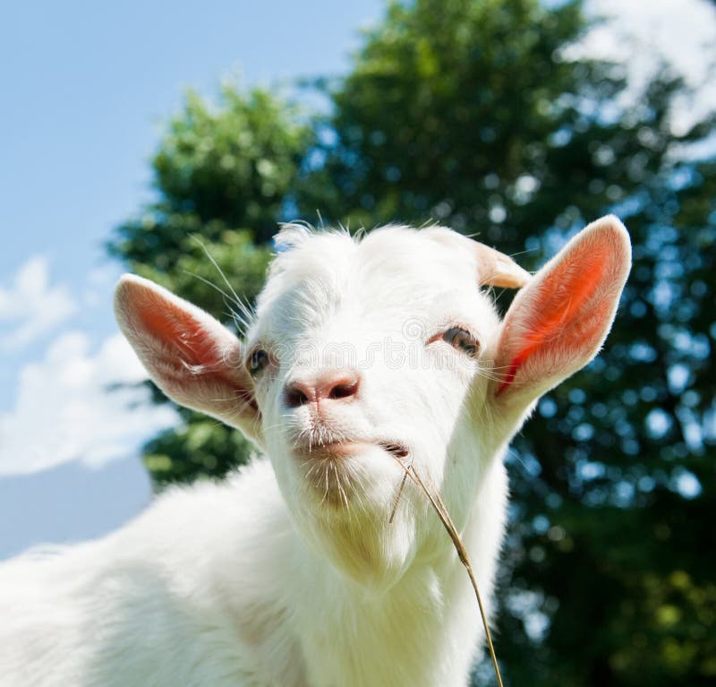 De Grappige Witte Geit, Sluit Omhoog Stock Afbeelding - Image of ...