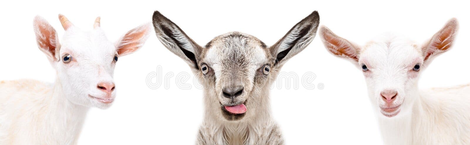 Grappige Geit Die Zich Op Schuurdak Bevinden Op Het Landbouwbedrijf Van ...